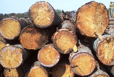 Exporting Southern Yellow Pine- Famous softwoods from America