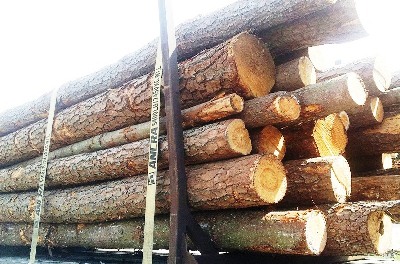 Exporting Southern Yellow Pine- Famous softwoods from America